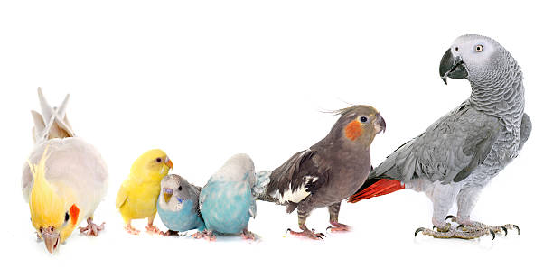 Bird Breeders – Trusted 5-Star Experts for Pet Birds USA